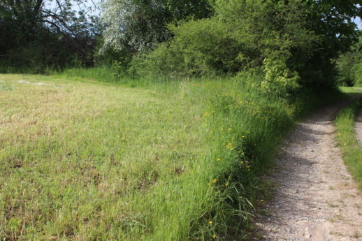 Wiese für Kaninchen - Sammelstellen, Wiesenpflanzen & Tipps