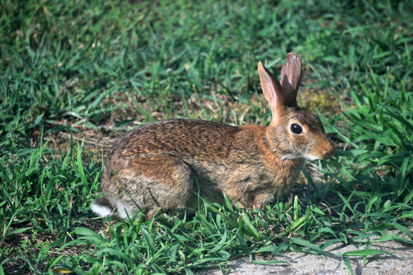 Wildkaninchen in der Natur - Lebensraum, Ernährung und Co.
