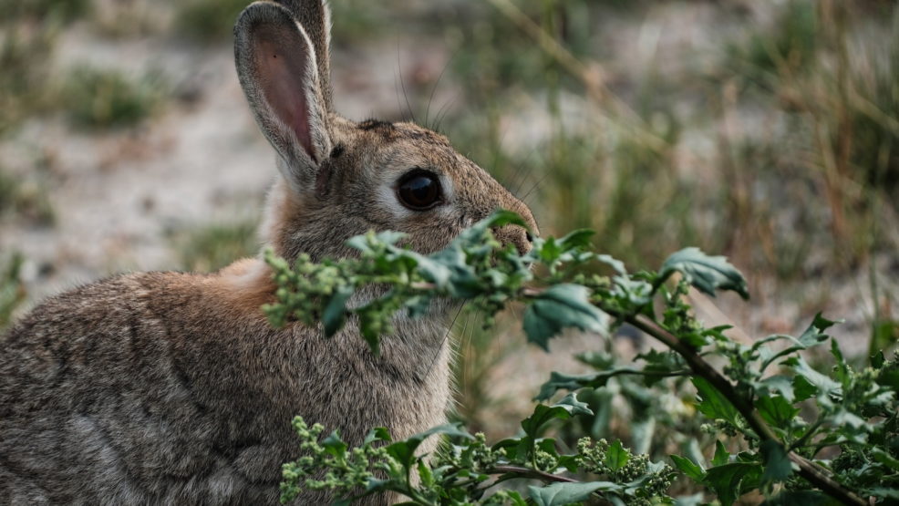 Wildkaninchen im Winter - Verhalten, Fortpflanzung, Ernährung