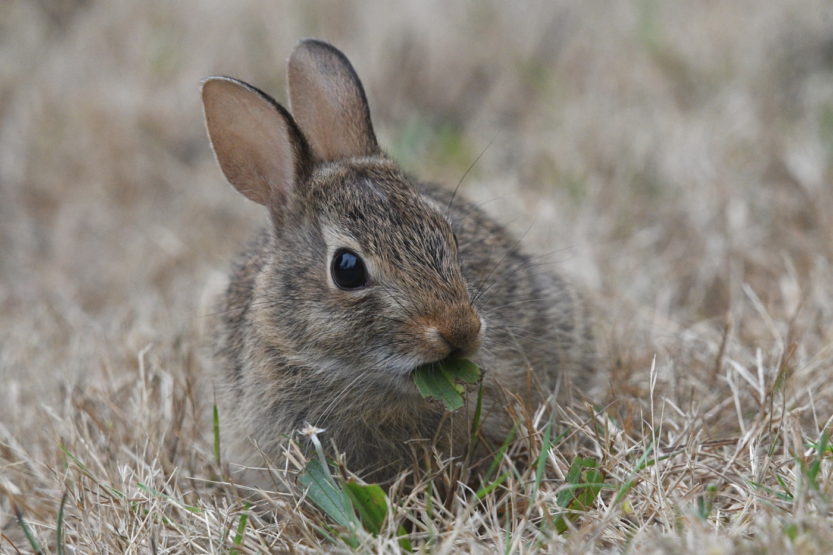 Wildkaninchen in der Natur - Lebensraum, Ernährung und Co.