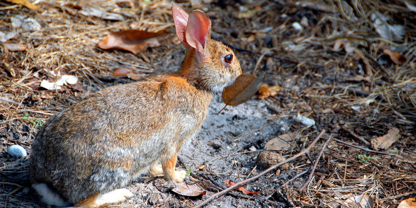 Wildkaninchen im Winter - Verhalten, Fortpflanzung, Ernährung