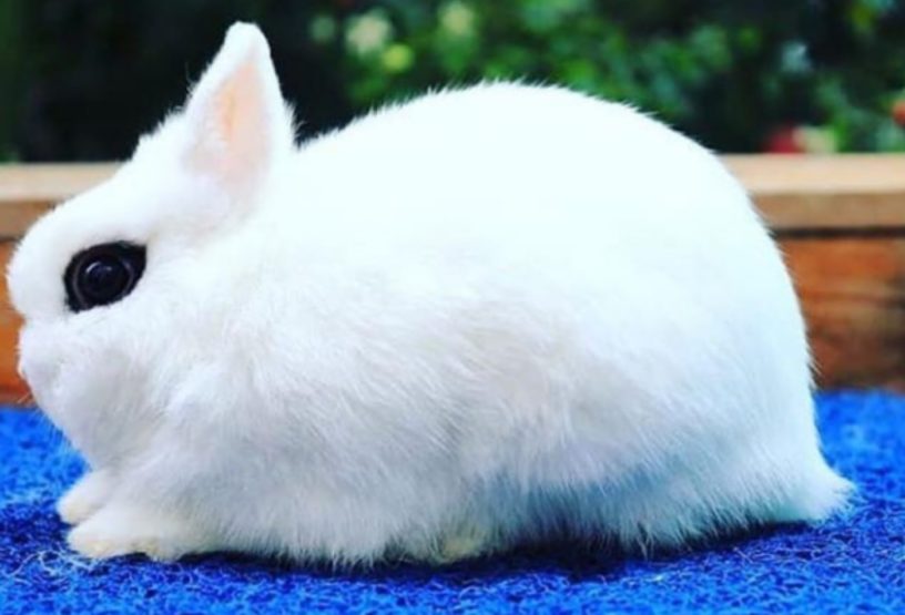 Zwerg-Hotot Kaninchen - Aussehen, Charakter & Wesen, Haltungstipps