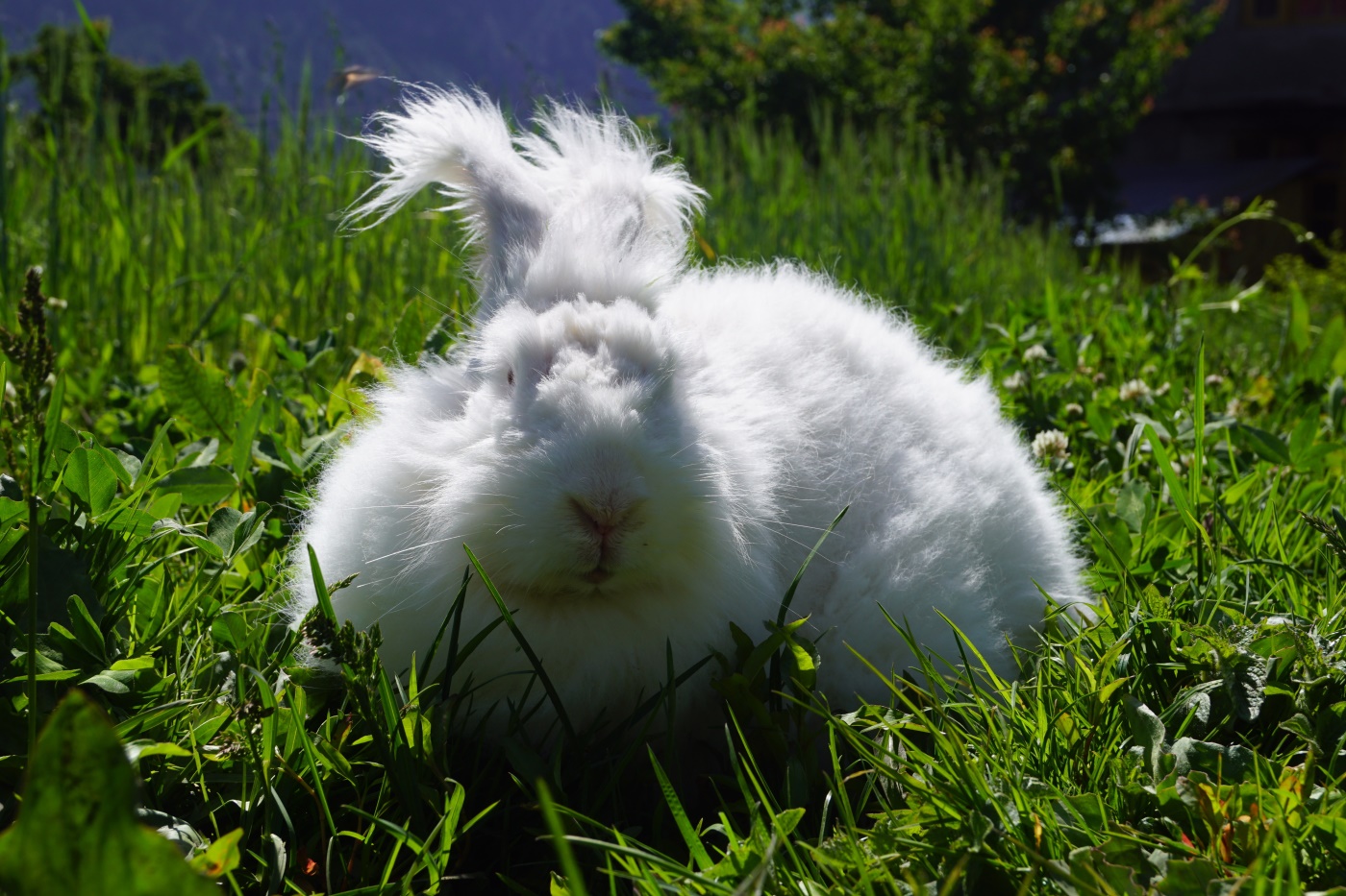 Angora-Kaninchen - Haltungstipps, Charakter, Aussehen, Herkunft