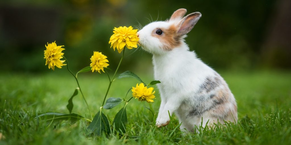 Angora-Kaninchen - Haltungstipps, Charakter, Aussehen, Herkunft