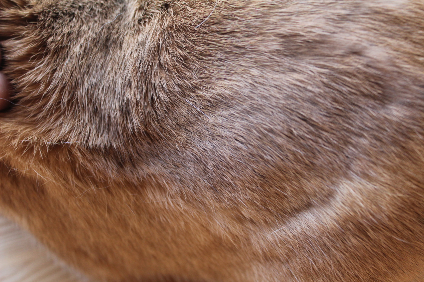 Kaninchen verliert Fell – Ursachen, Symptome, Behandlung