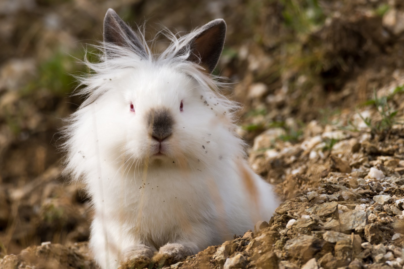 Angora-Kaninchen - Haltungstipps, Charakter, Aussehen, Herkunft