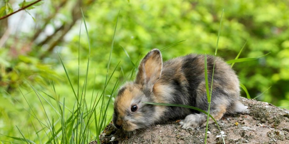 Japaner Kaninchen - Charakter & Wesen, Haltungstipps und Herkunft