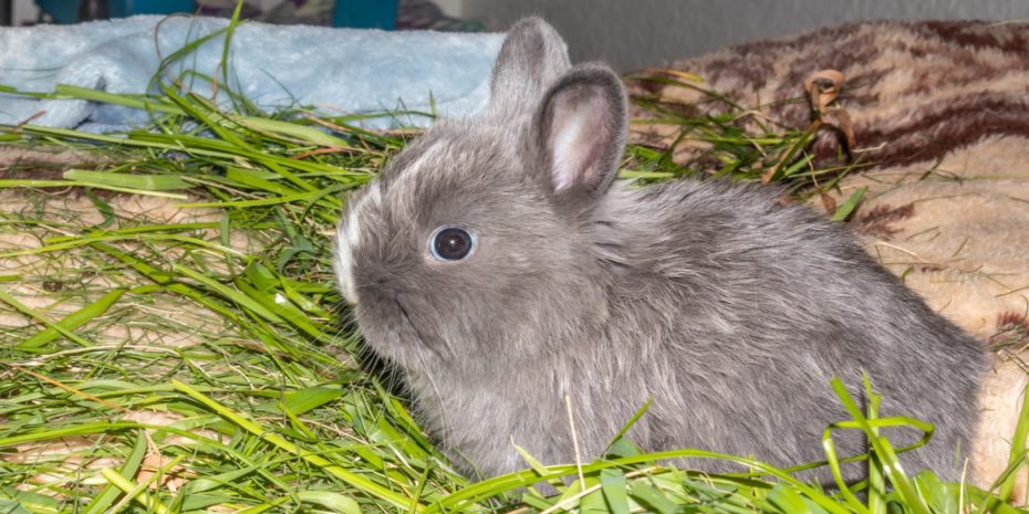 Farbenzwerg Kaninchen - Herkunft, Interessante Infos, Haltungstipps