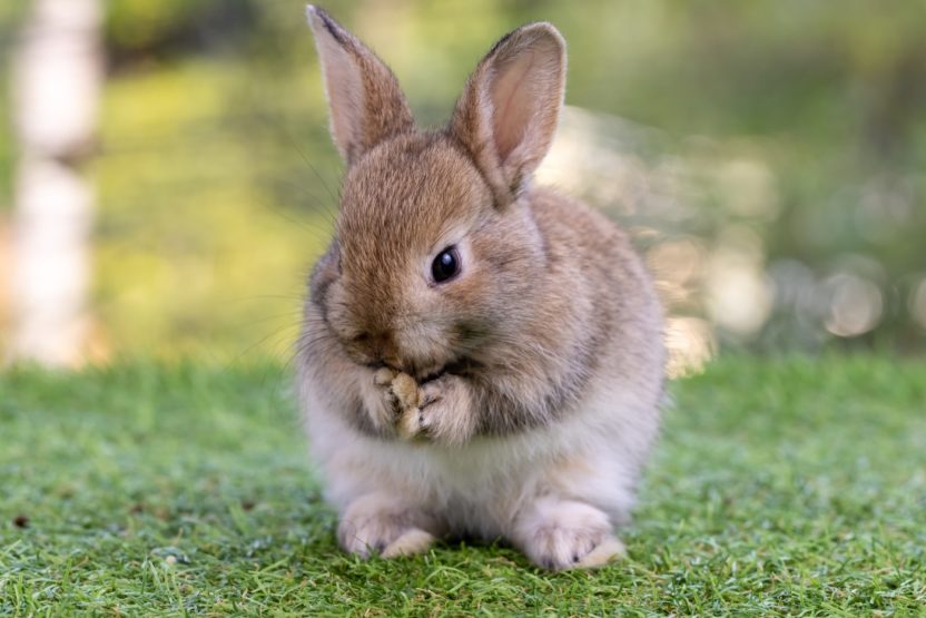 Farbenzwerg Kaninchen - Herkunft, Interessante Infos, Haltungstipps