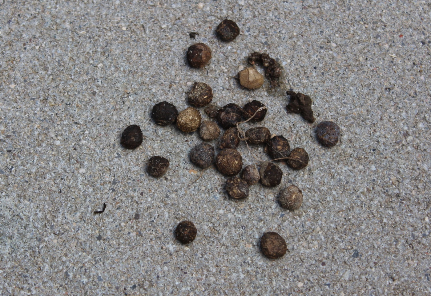 Kaninchen Kot - unbedenklich oder gefährlich? Kot-Formen