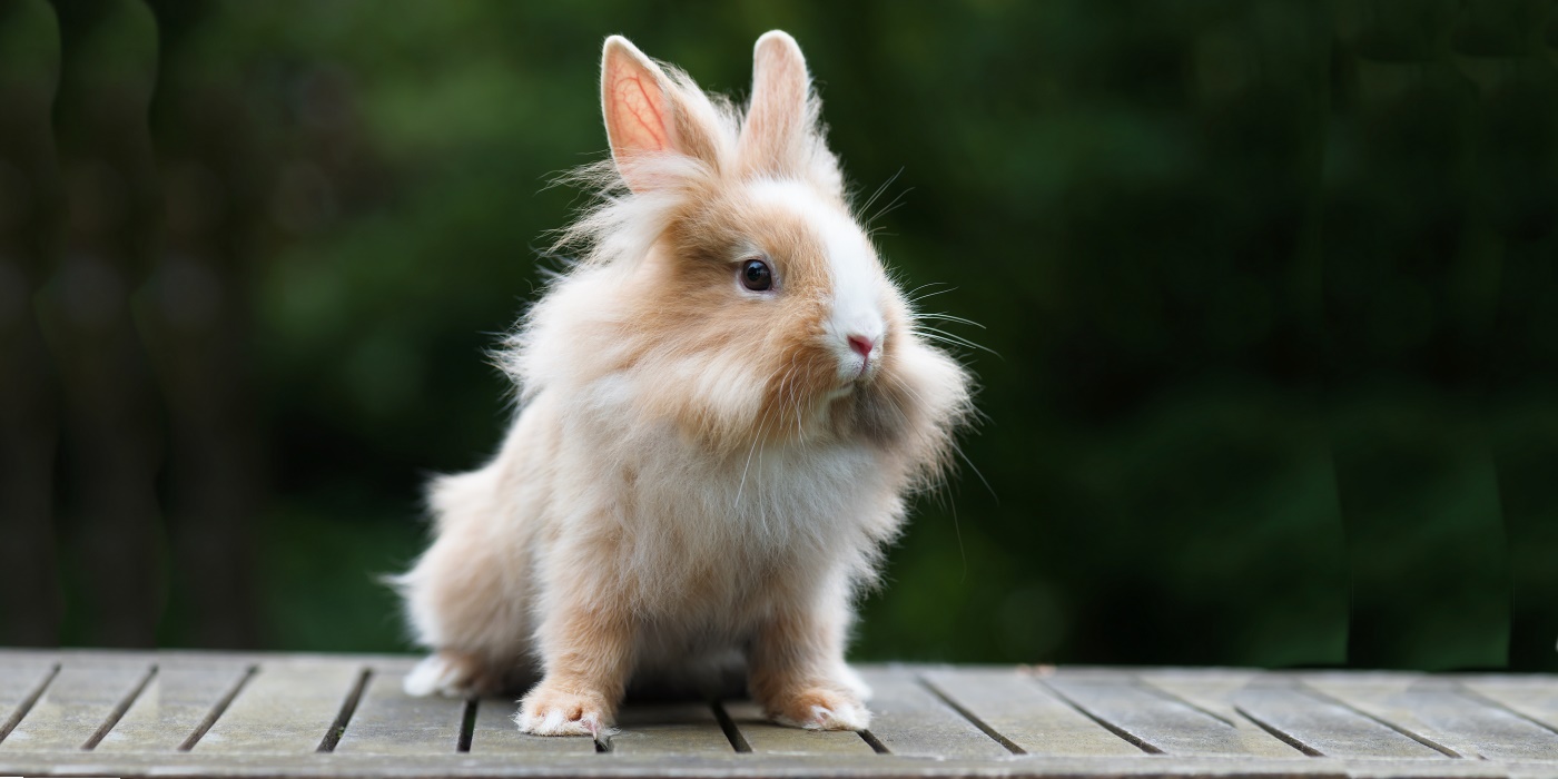 Angora-Kaninchen - Haltungstipps, Charakter, Aussehen, Herkunft