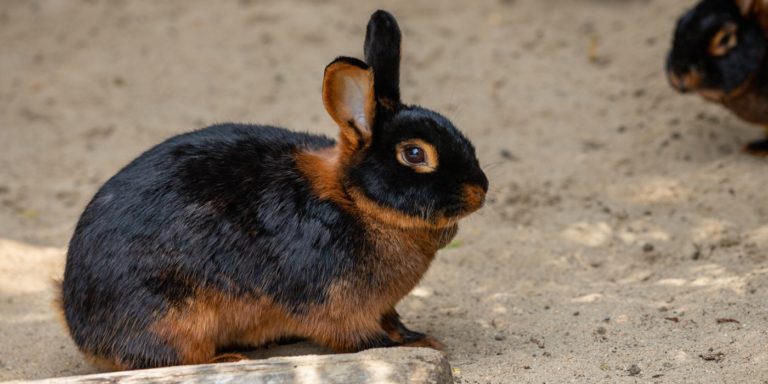 Farbenzwerg Kaninchen - Herkunft, Interessante Infos, Haltungstipps