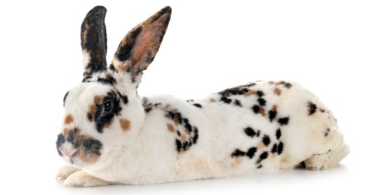 Riesenkaninchen - Haltungstipps, Herkunft und Charaktereigenschaften