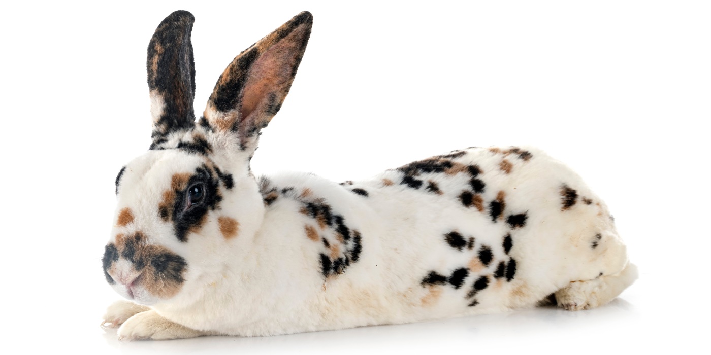 Rexkaninchen - Herkunft, Charaktereigenschaften, Haltungstipps