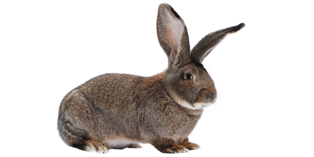 Riesenkaninchen - Haltungstipps, Herkunft und Charaktereigenschaften