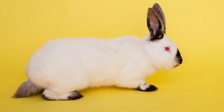Riesenkaninchen - Haltungstipps, Herkunft und Charaktereigenschaften