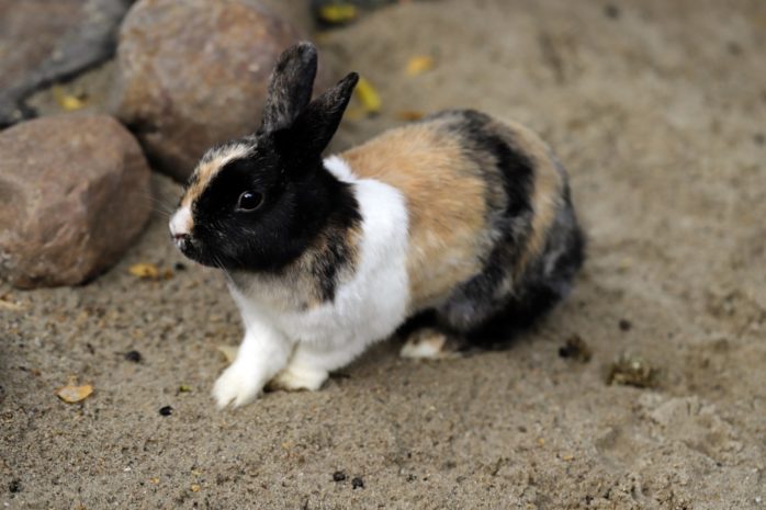 Farbenzwerg Kaninchen - Herkunft, Interessante Infos, Haltungstipps