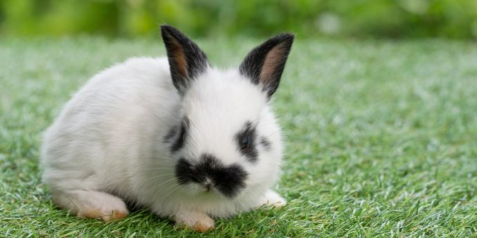 Riesenkaninchen - Haltungstipps, Herkunft und Charaktereigenschaften