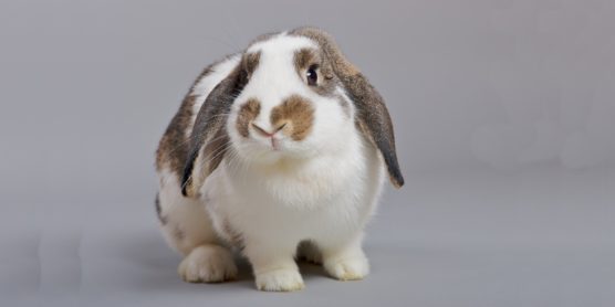 Riesenkaninchen - Haltungstipps, Herkunft und Charaktereigenschaften